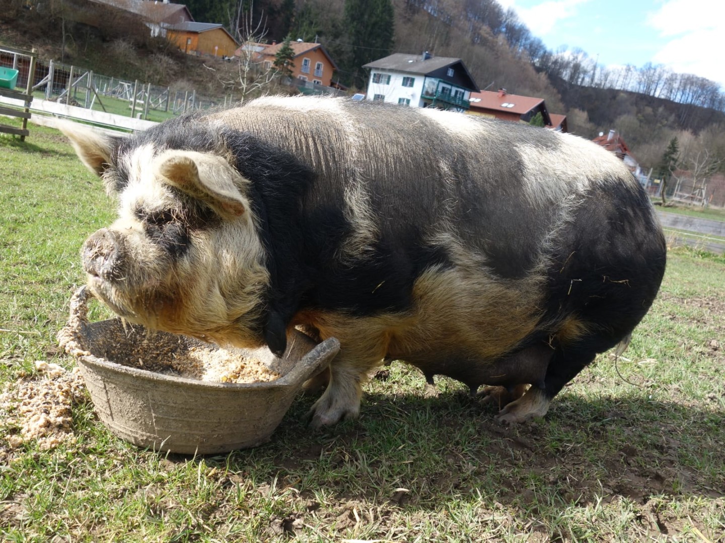 Minischweine als Companion Animals - Blick ins Land