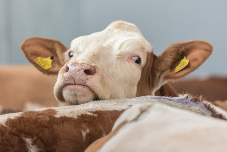 90 % der Milch trägt AMA-Gütesiegel „Tierhaltung plus“ - Blick ins Land